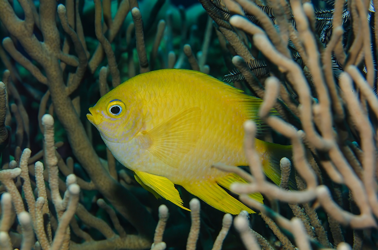 100+ Free Fiji & Nature Photos - Pixabay