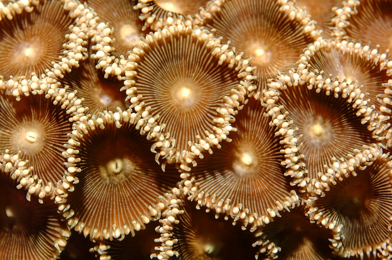 Fiji Naia Underwater - Free photo on Pixabay