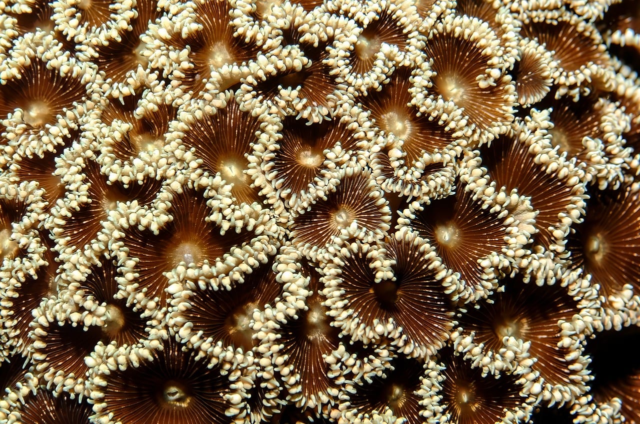 Fiji Naia Underwater - Free photo on Pixabay