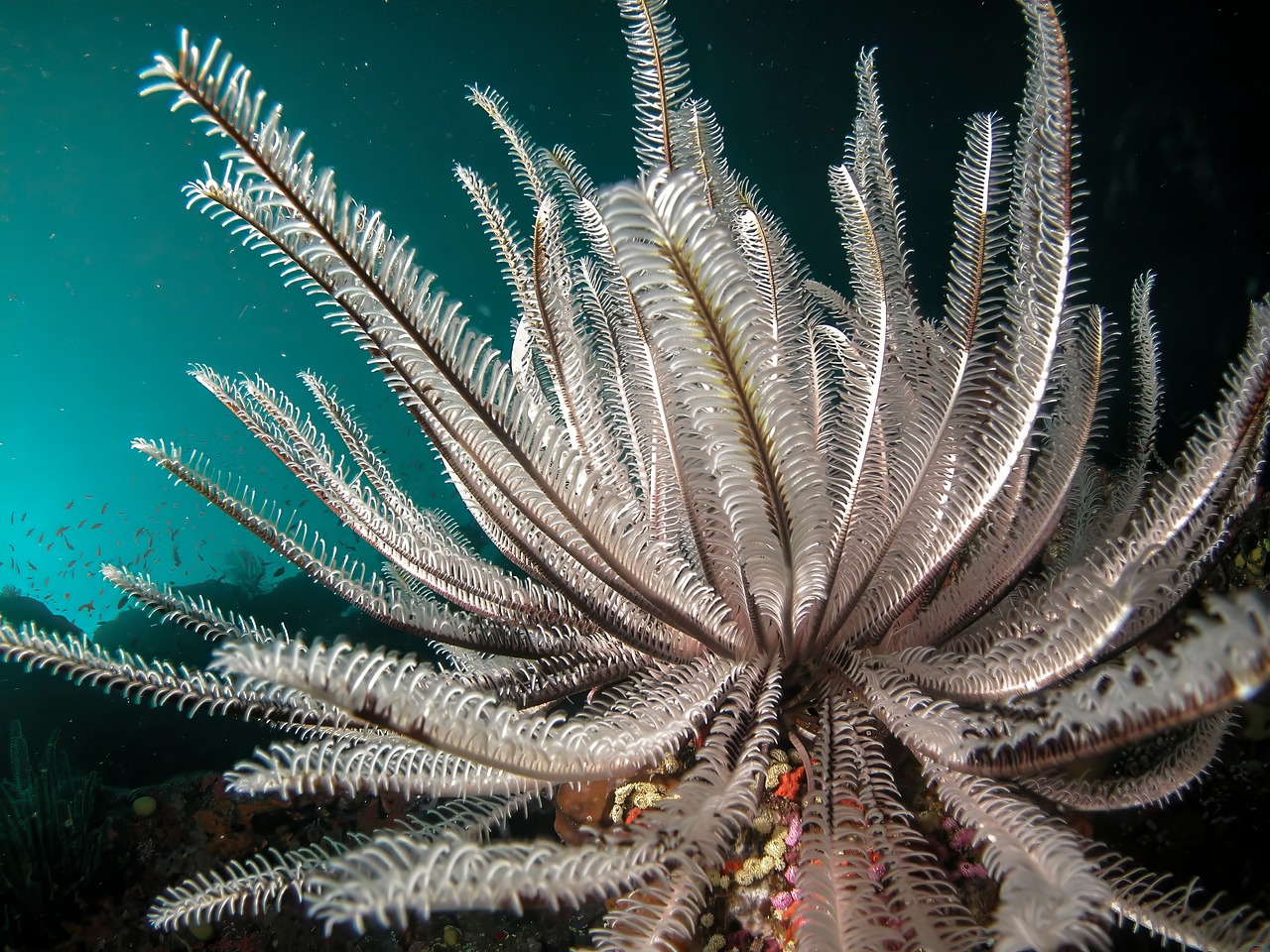 Fiji Naia Underwater - Free photo on Pixabay