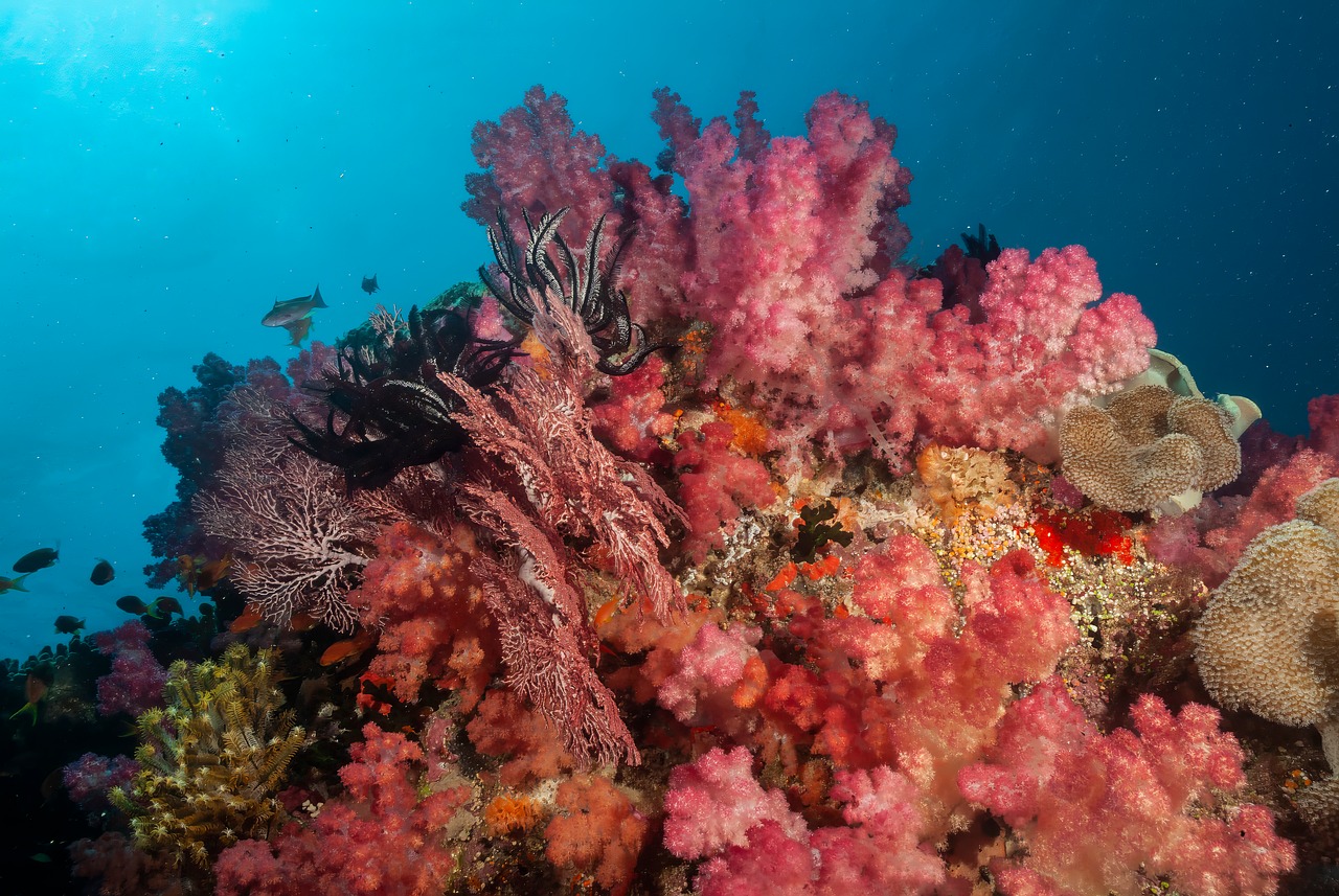 Fiji Naia Underwater - Free photo on Pixabay