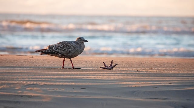 40,000+ Free Seagulls Sunset Ocean & Nature Images - Pixabay