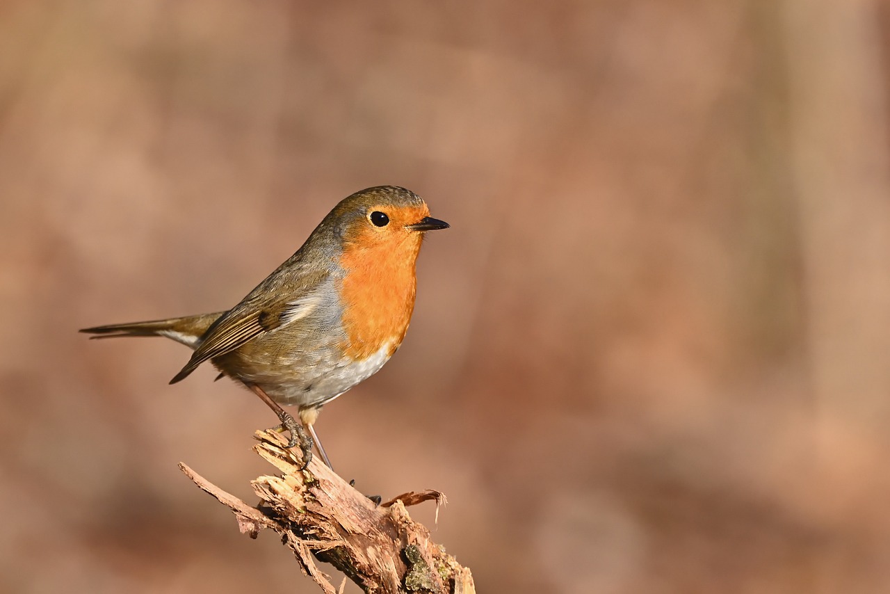 Robin Bird Animal - Free photo on Pixabay