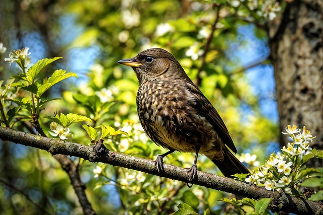 Download Blackbird, Spring, Songbird. Royalty-Free Stock Illustration ...