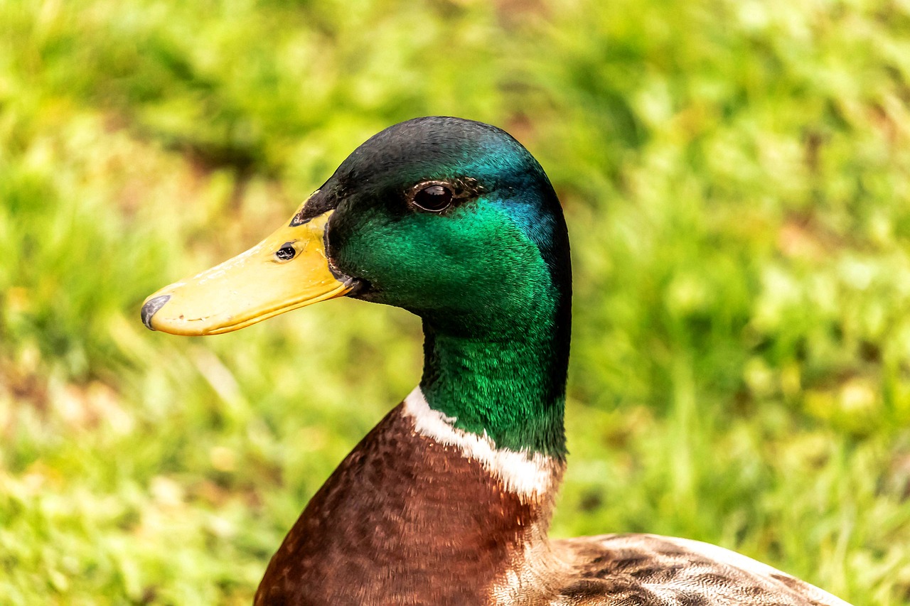 Duck Bird Pens - Free photo on Pixabay