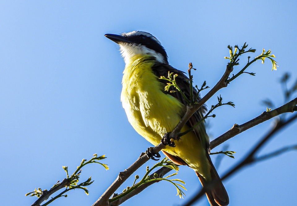 Ave Pájaro Ornitología - Foto gratis en Pixabay