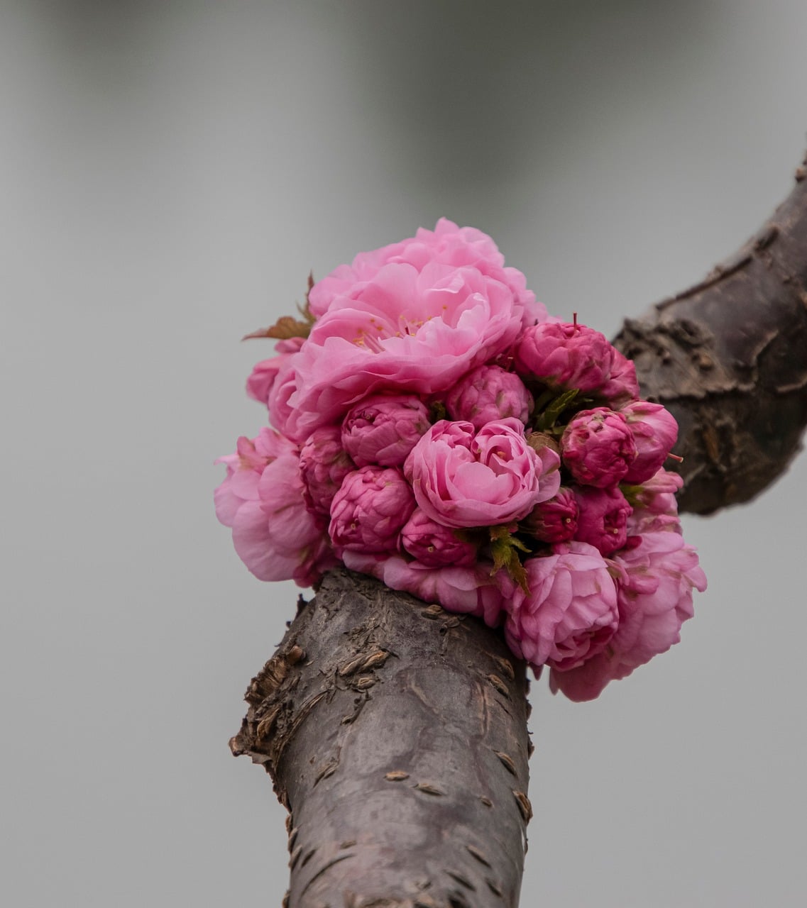 Page 31 - Discover and download free images - Pixabay