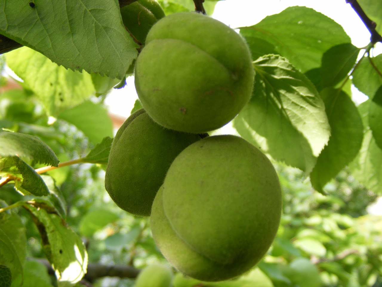 Apricot Natural Blue - Free photo on Pixabay