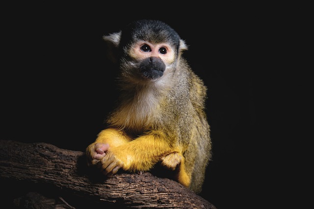 Ape Animal Nature - Free photo on Pixabay