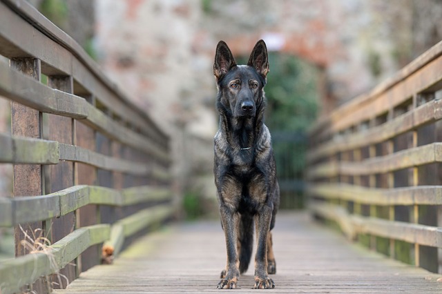 Dog Bridge Shepherd Domestic - Free photo on Pixabay