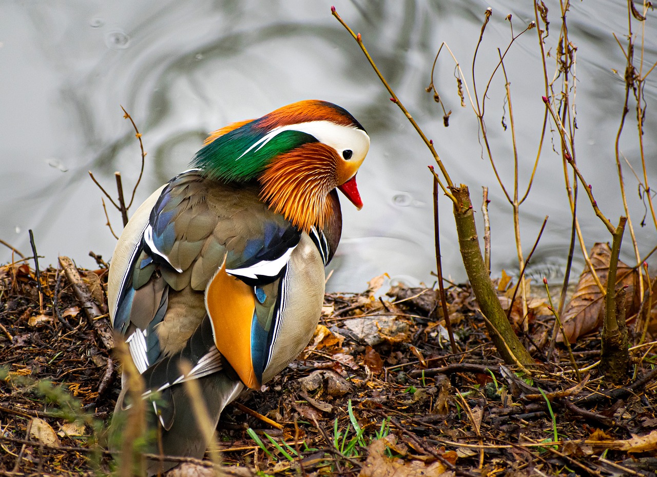 Pájaro Pato Mandarina - Foto gratis en Pixabay