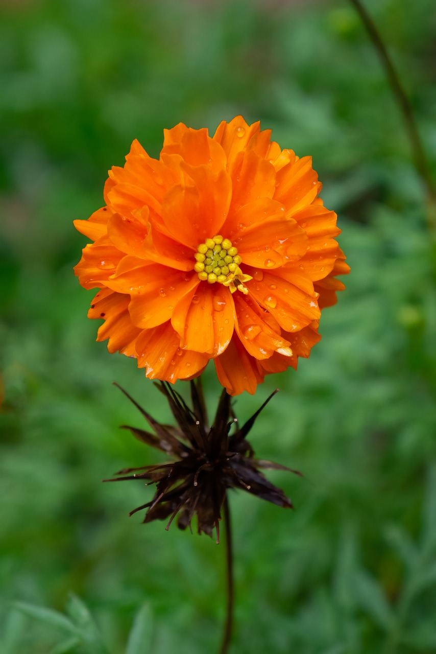 Flower Flowerlovers Nature - Free photo on Pixabay