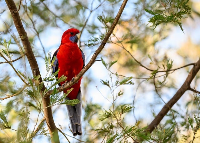2,000+ Free Eastern Rosellas & Rosella Images - Pixabay