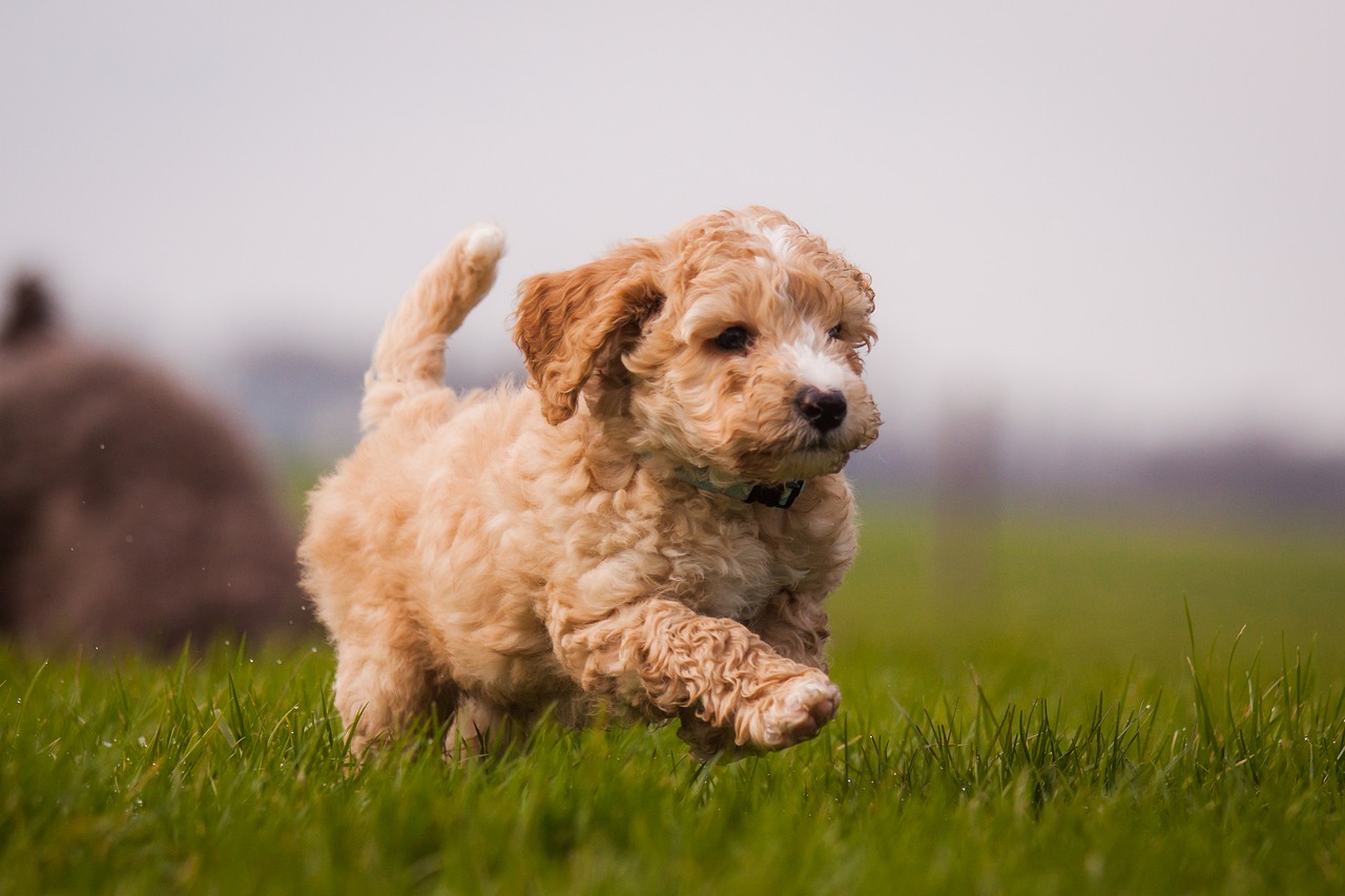 Perro Cachorro Labradoodle - Foto gratis en Pixabay
