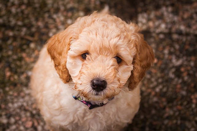 Chien Chiot Labradoodle - Photo gratuite sur Pixabay