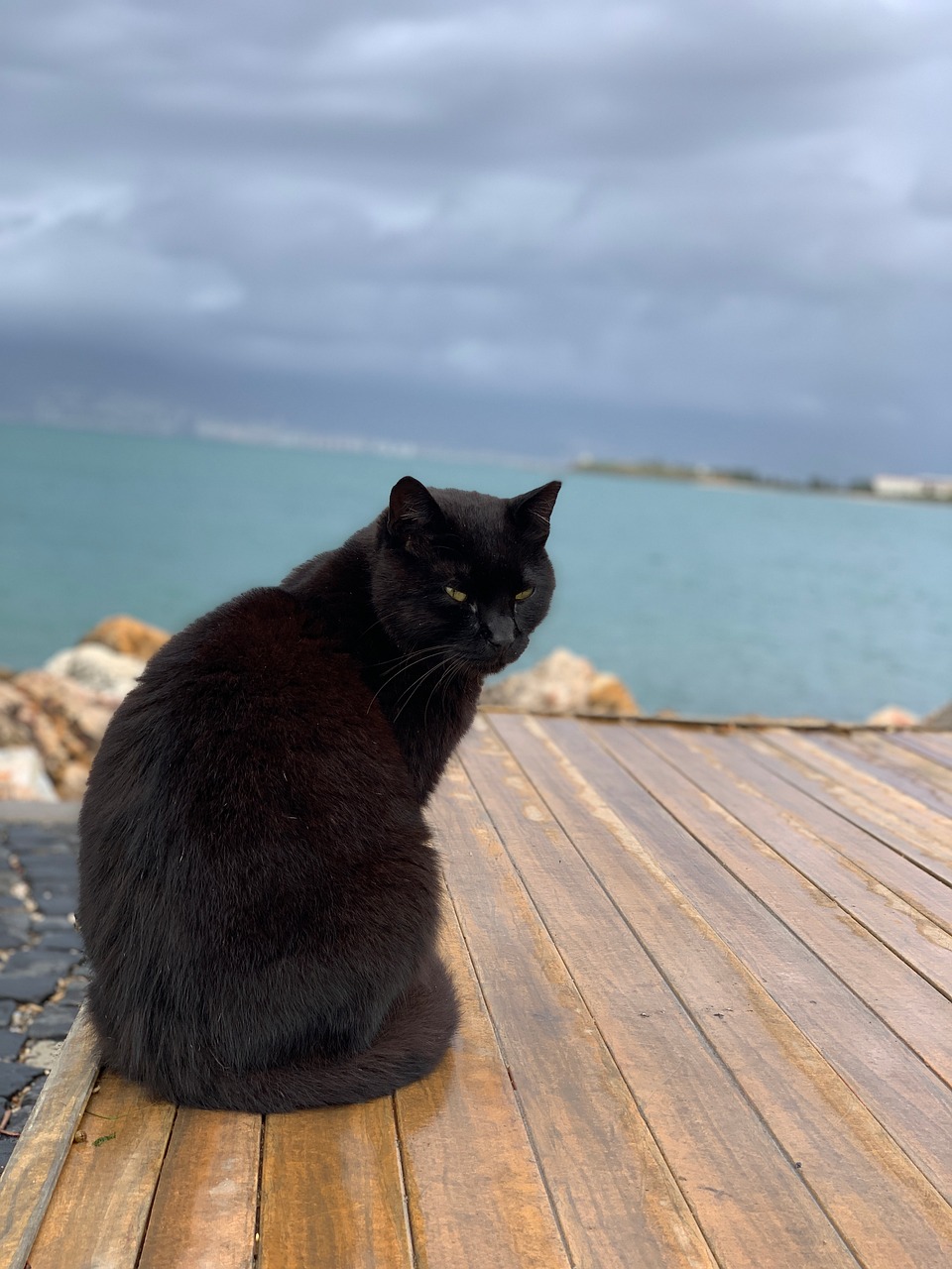 Cat Animal Nature - Free photo on Pixabay