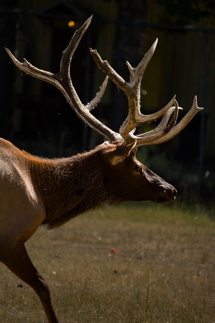 Elk Nature Forest - Free photo on Pixabay