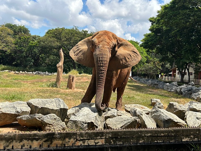 Elephant Animal Pachyderm - Free photo on Pixabay