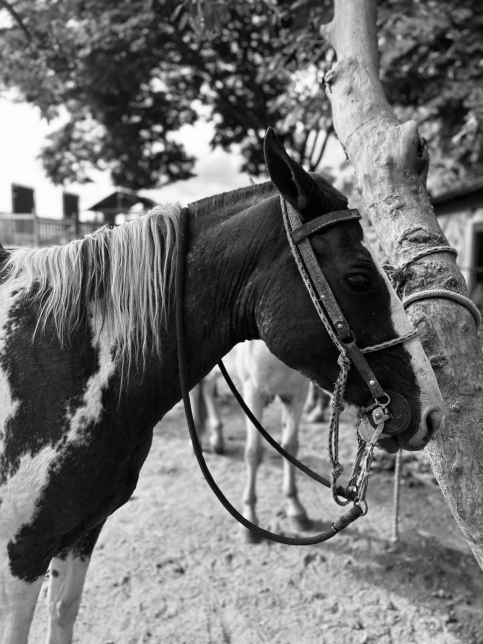 Horse Animal Equine - Free photo on Pixabay