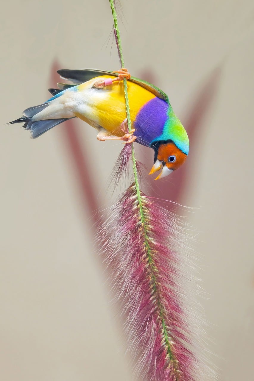 Gouldian Finch Bird - Free photo on Pixabay