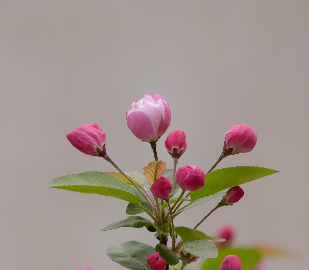 Malus Spectabilis Chinese - Free photo on Pixabay