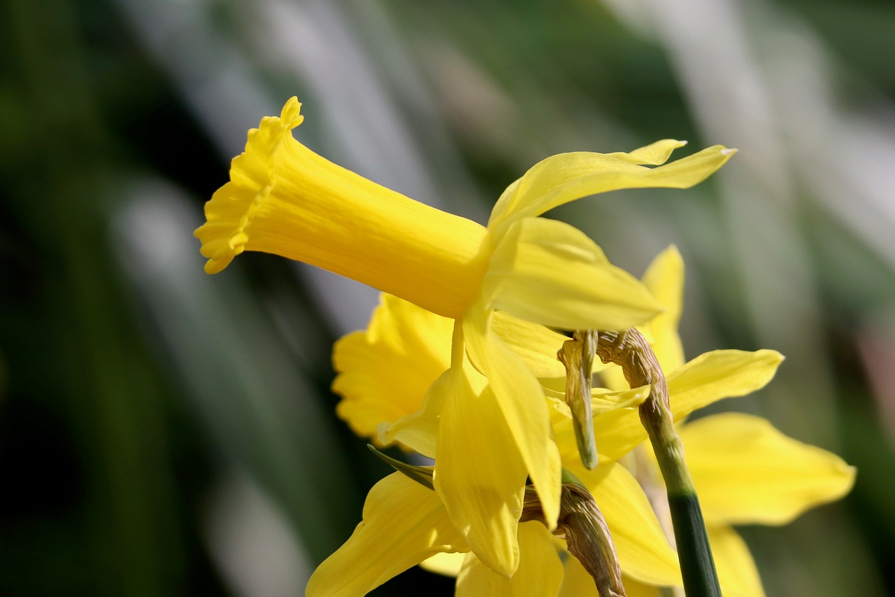 Meer dan 900 gratis afbeeldingen van Paasklokken en Narcissen - Pixabay