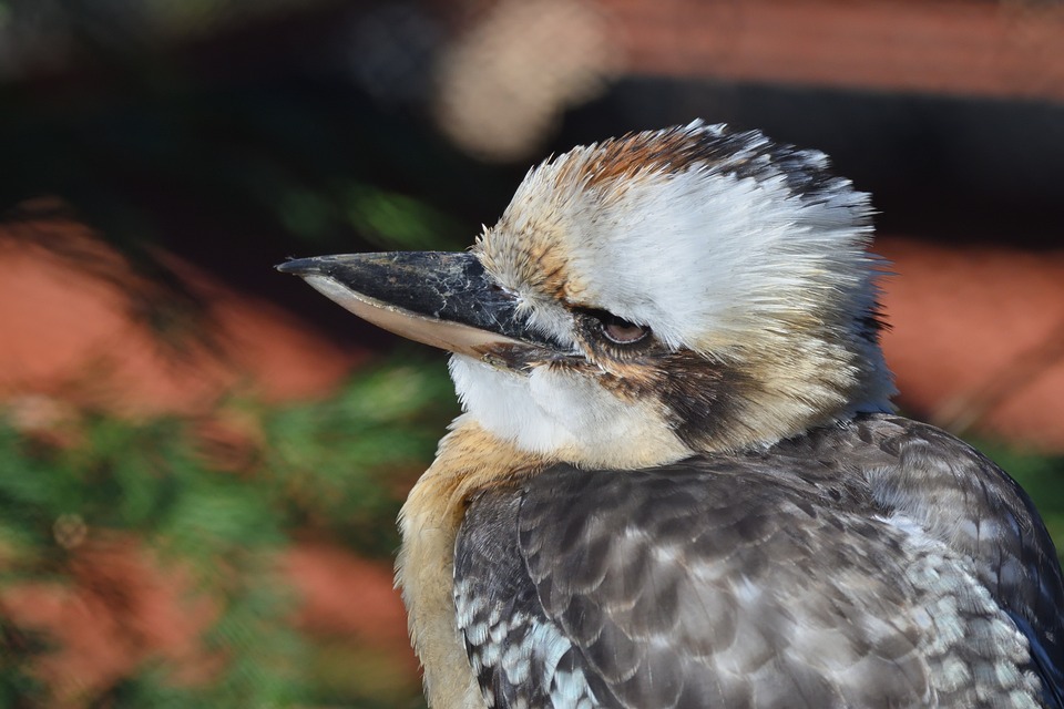 Kookaburra Lachender Hans Bird - Free photo on Pixabay