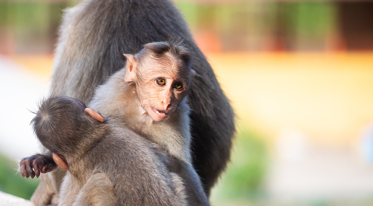 Macaco Animal Animais Selvagens - Foto gratuita no Pixabay