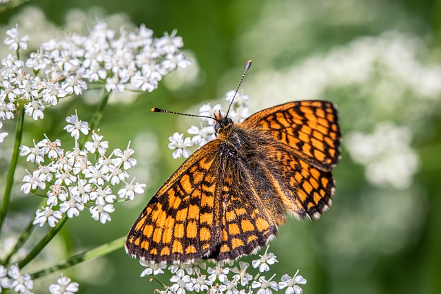 Butterfly Nature Animal - Free photo on Pixabay