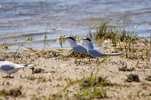 Weiße Seeschwalbe Tern Natur - Kostenloses Foto auf Pixabay