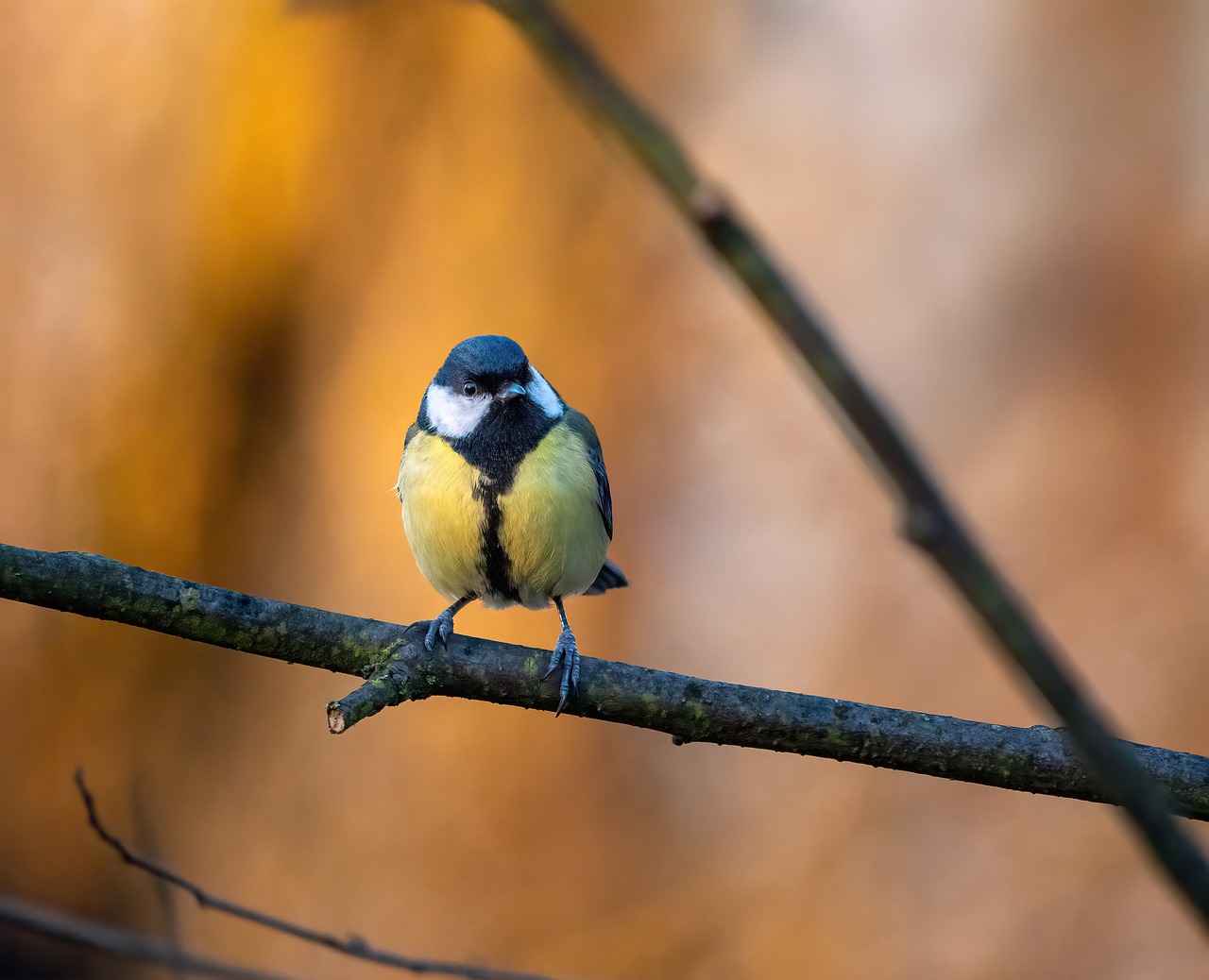 Payudara Besar Alam Burung - Foto gratis di Pixabay