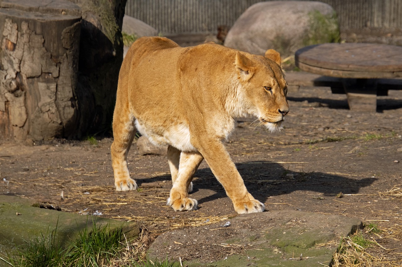 Lion Big Cat Animal - Free photo on Pixabay