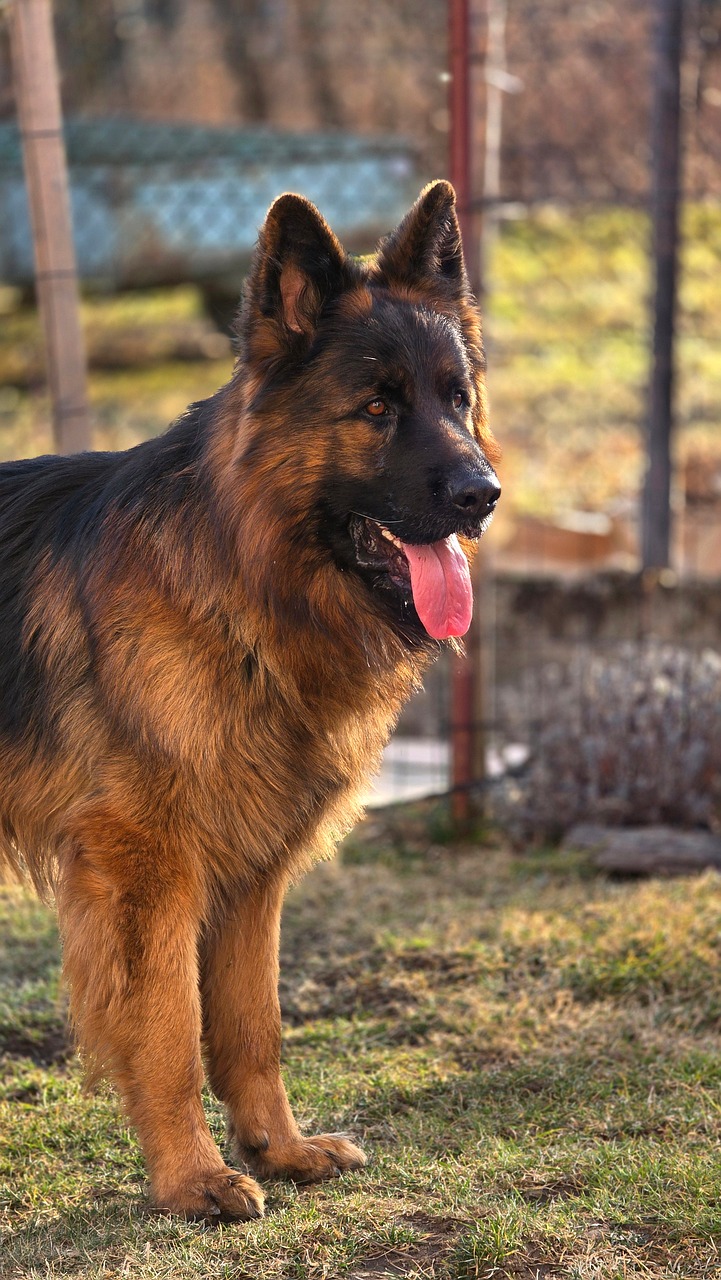 Dog Animal Mammal - Free photo on Pixabay