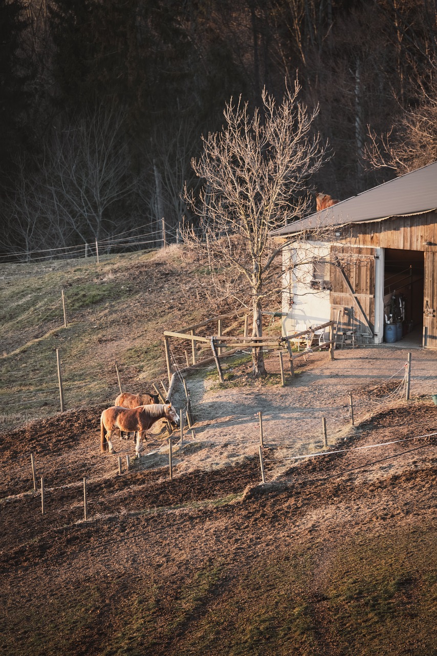 Barn Sunset Horses - Free photo on Pixabay
