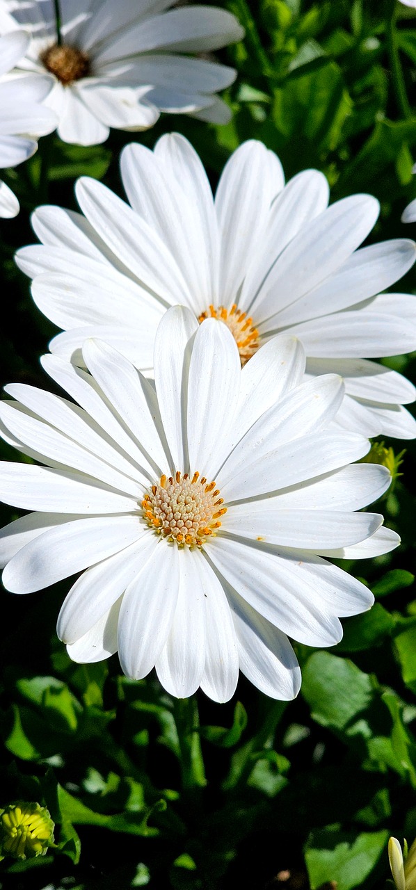 Daisy Flower White - Free photo on Pixabay