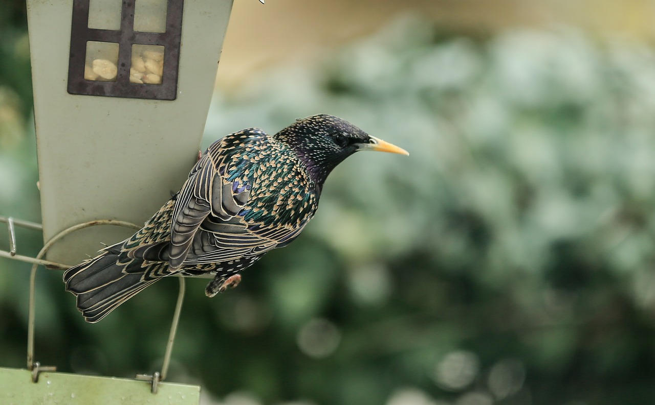 Starling Bird Animal - Free photo on Pixabay