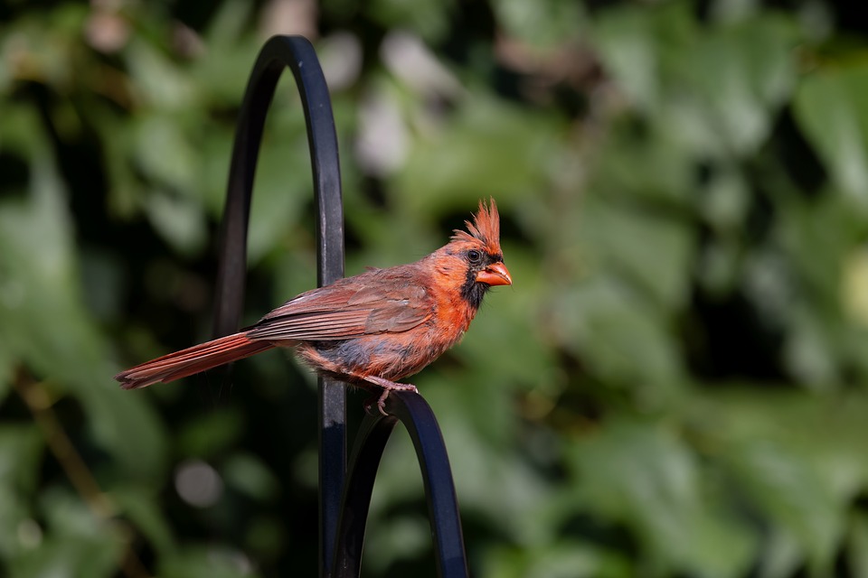 Birds Northern Cardinal Red - Free photo on Pixabay