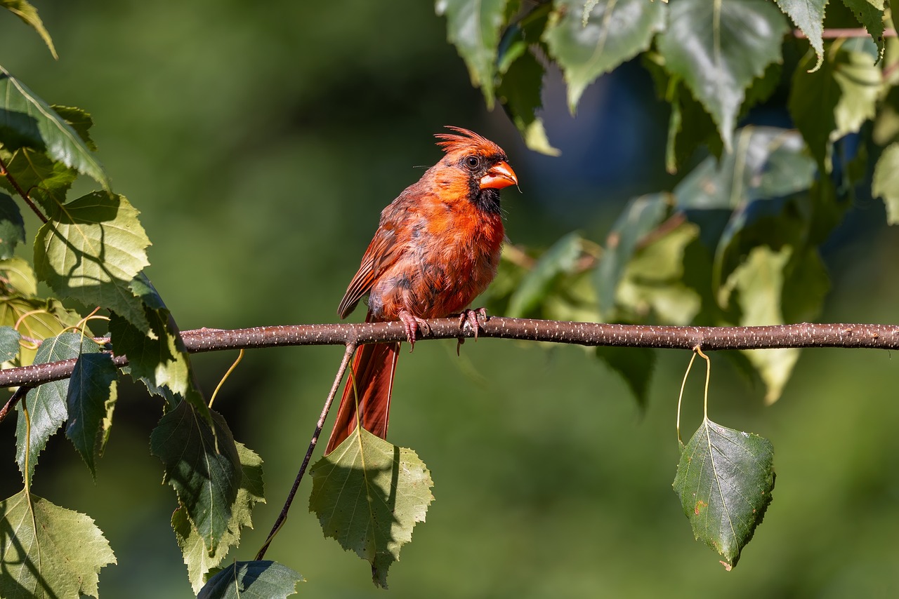 Birds Northern Cardinal Red - Free photo on Pixabay