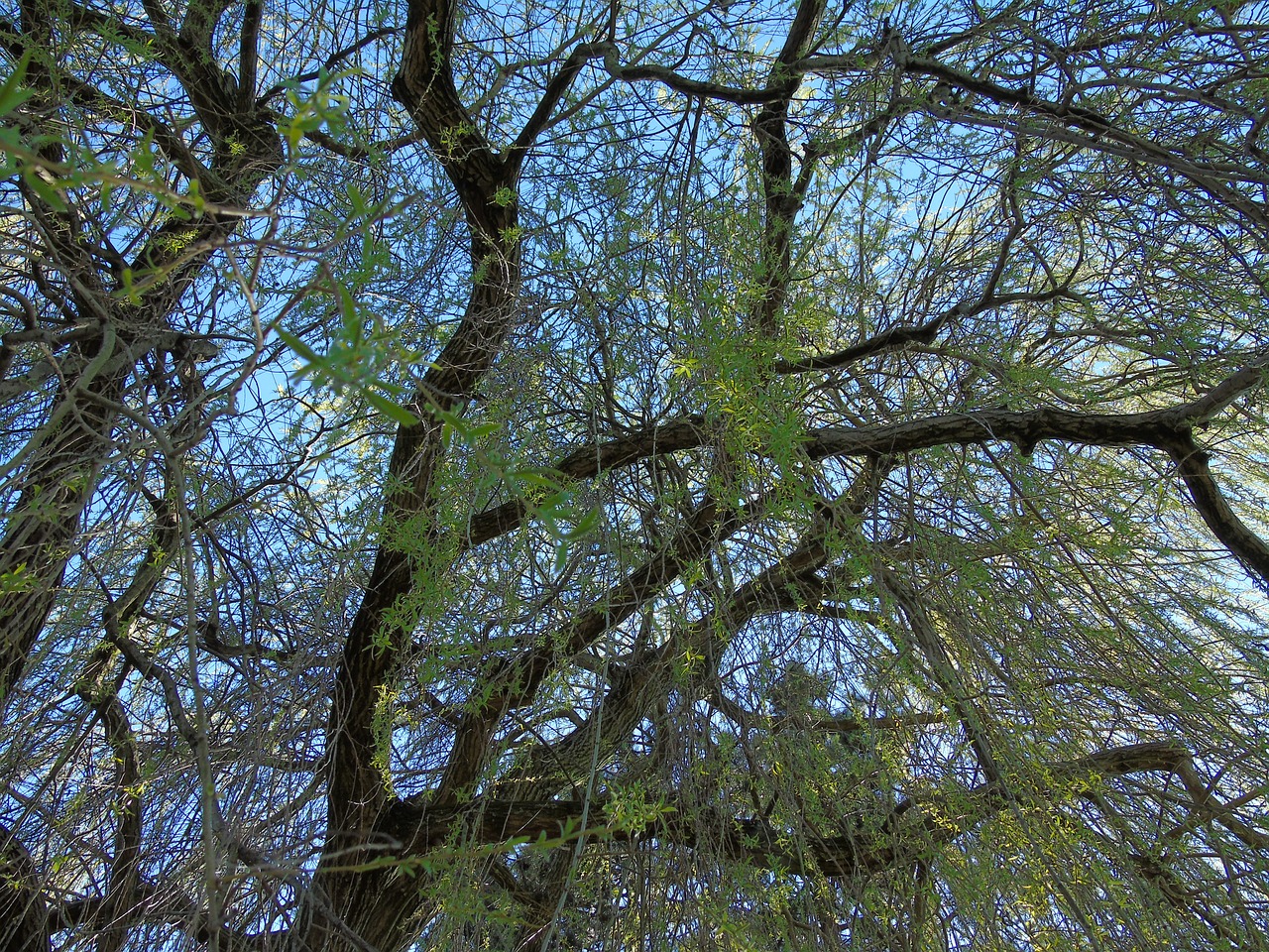 Tree Nature Landscape - Free photo on Pixabay
