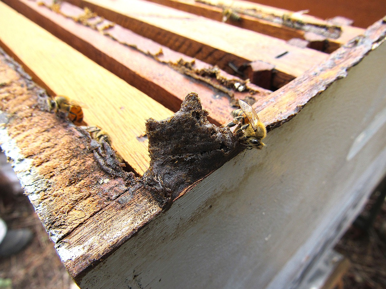 Abejas Colmena Propóleos - Foto gratis en Pixabay