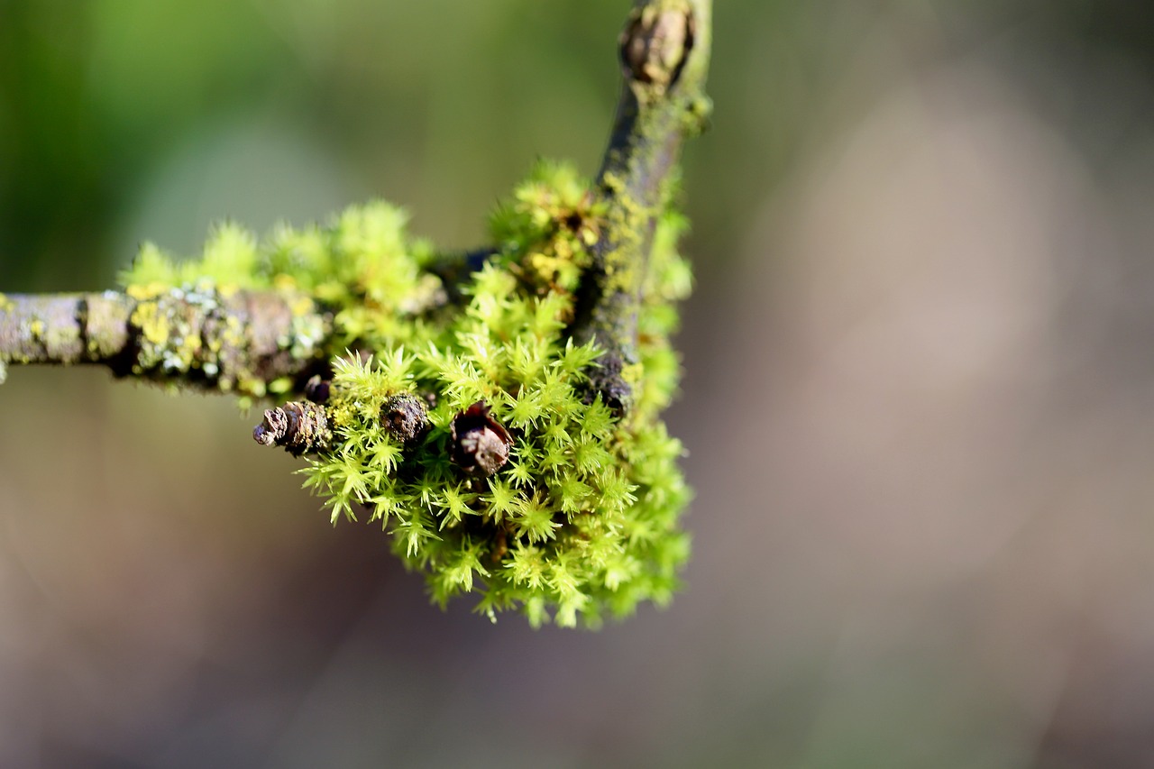 Golden Hair Moss Deciduous - Free photo on Pixabay