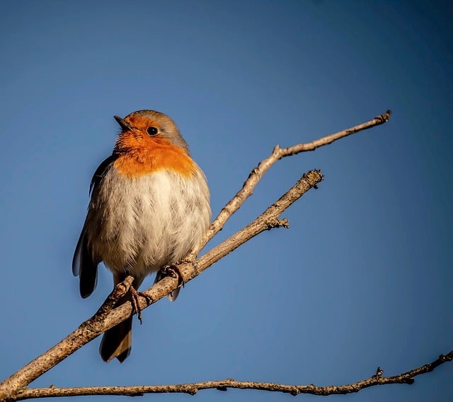 Robin Bird Pen - Free photo on Pixabay