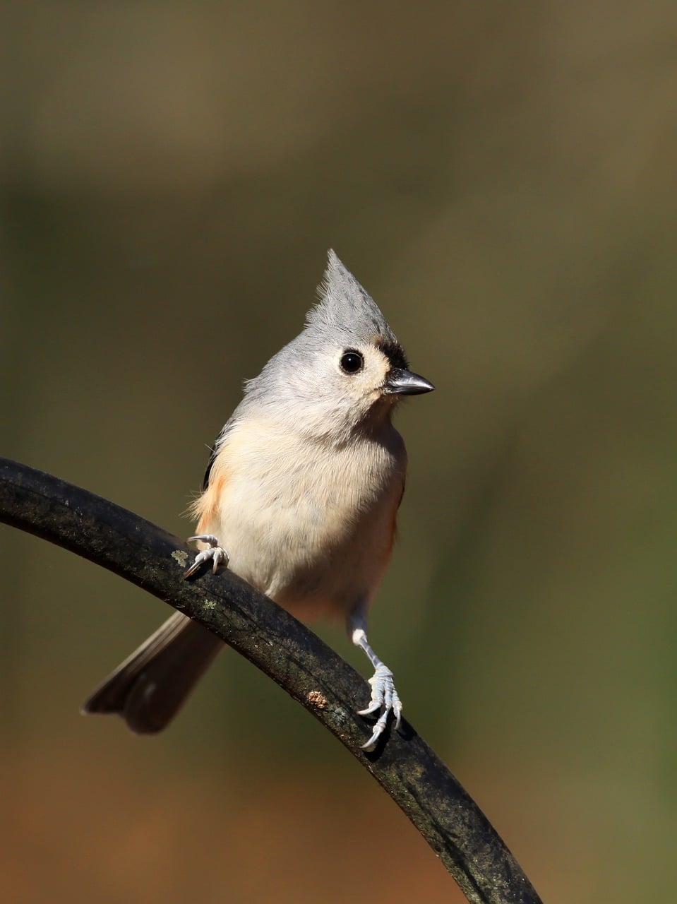 Tufted Titmouse Songbird Bird - Free photo on Pixabay