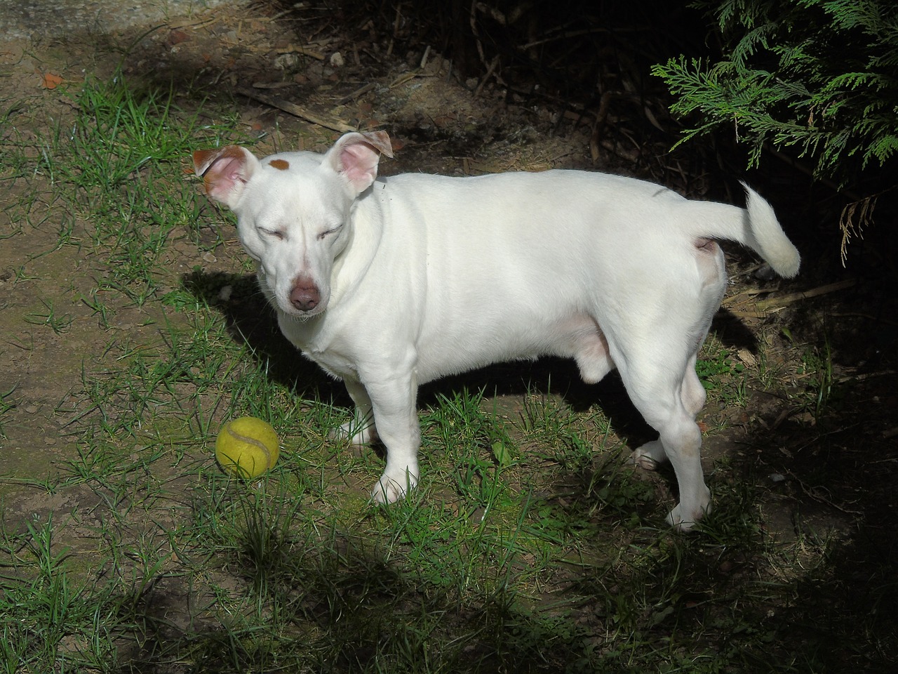 The Dog And His Ball Animal - Free photo on Pixabay