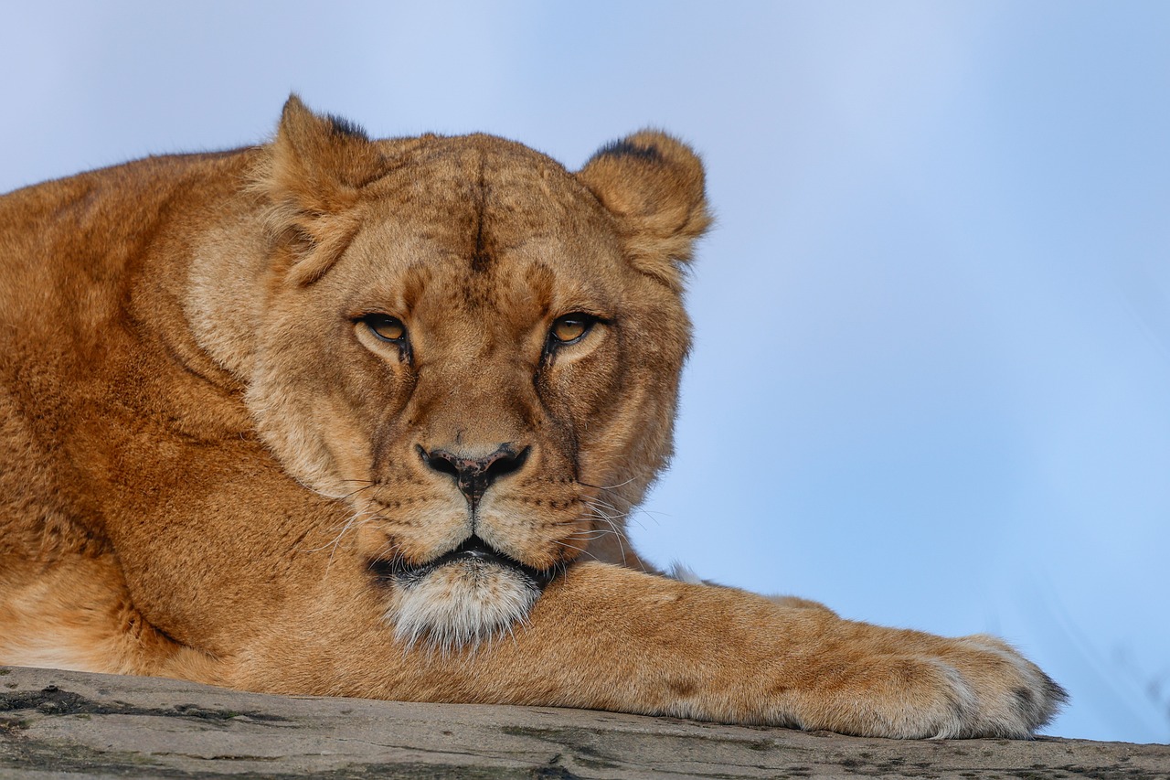 20,000+ Free Predator & Nature Images - Pixabay