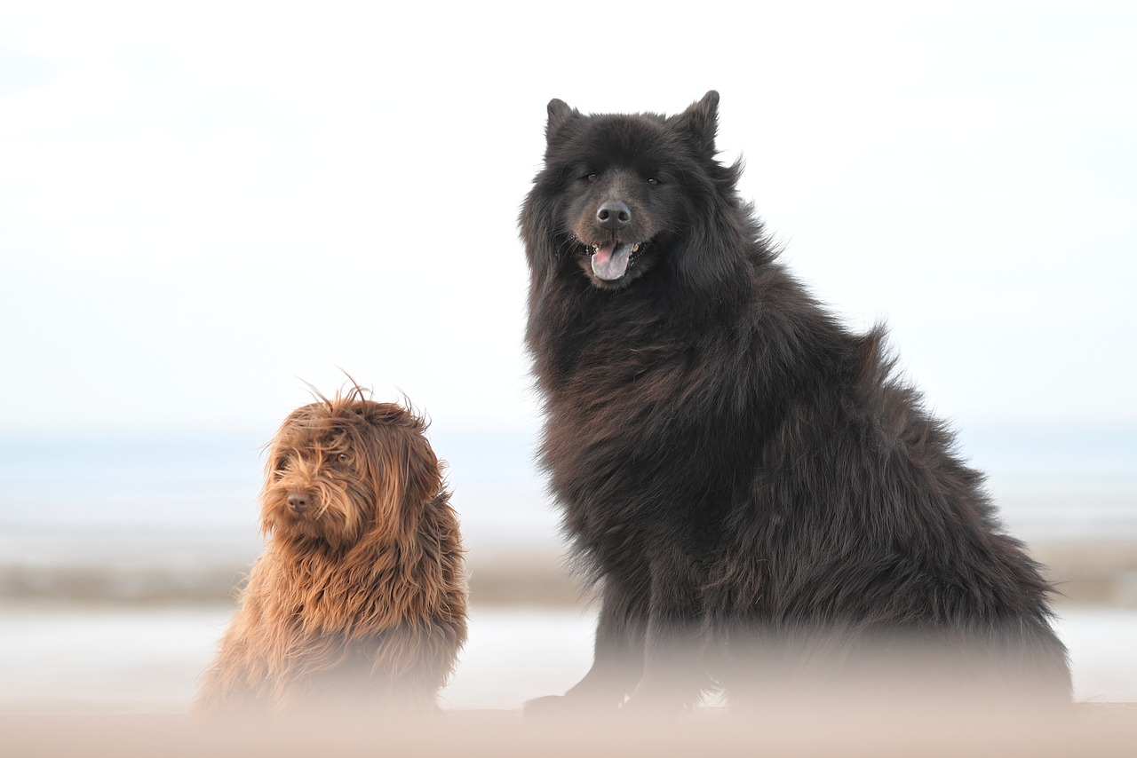 30000 多张免费的“比熊犬”和“熊”照片 - Pixabay