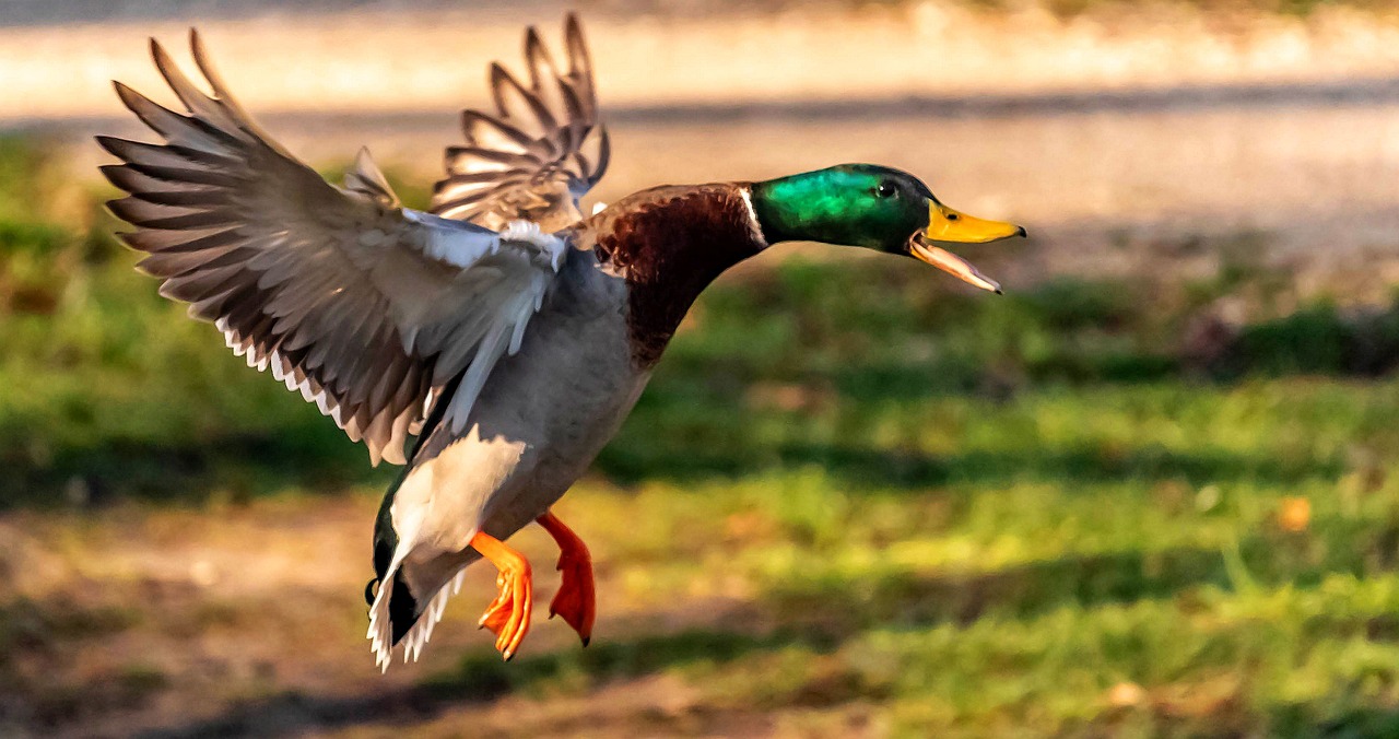 Duck Wild Ducks Nature - Free photo on Pixabay