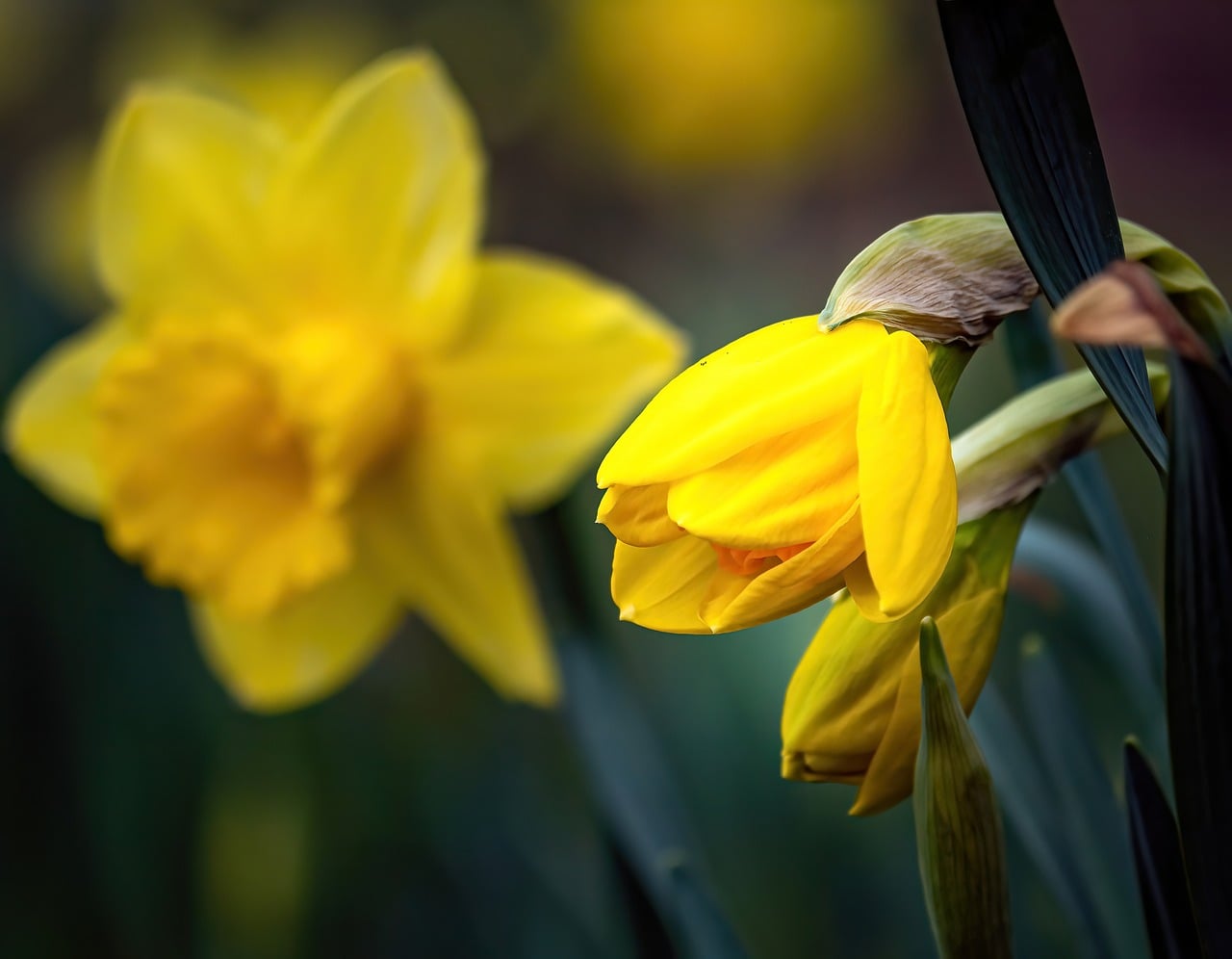 Daffodils Spring Nature - Free photo on Pixabay