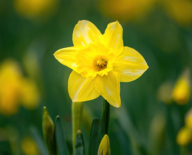 Mais de 1.500.000 imagens grátis de Caule De Flor e Natureza - Pixabay