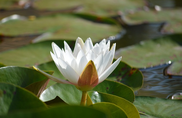 Ninfea Natura Fiore Stagno Delle - Foto gratis su Pixabay